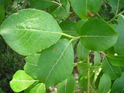 Salix-caprea(Saule-marsault)